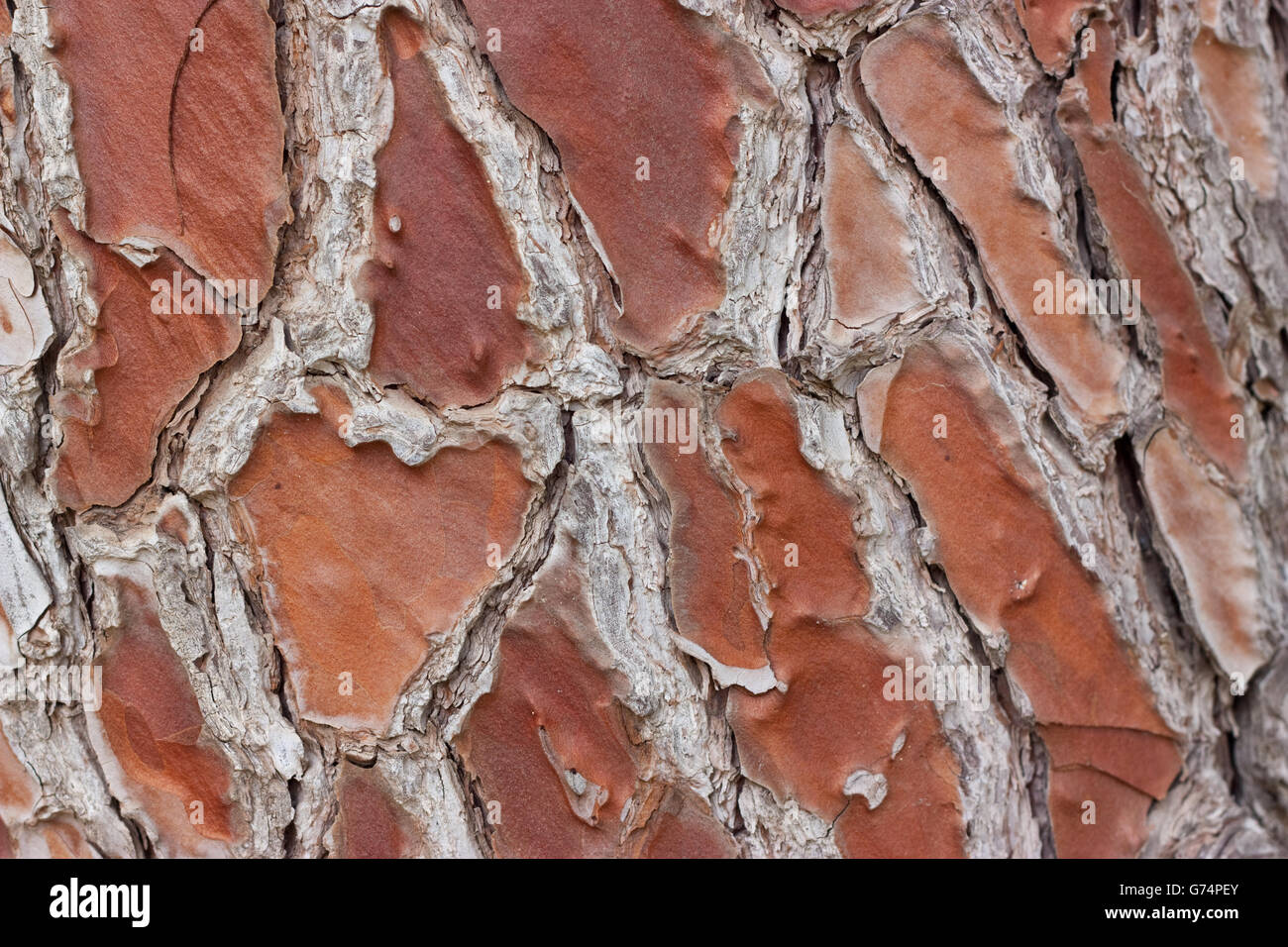 Old tree bark texture Stock Photo - Alamy