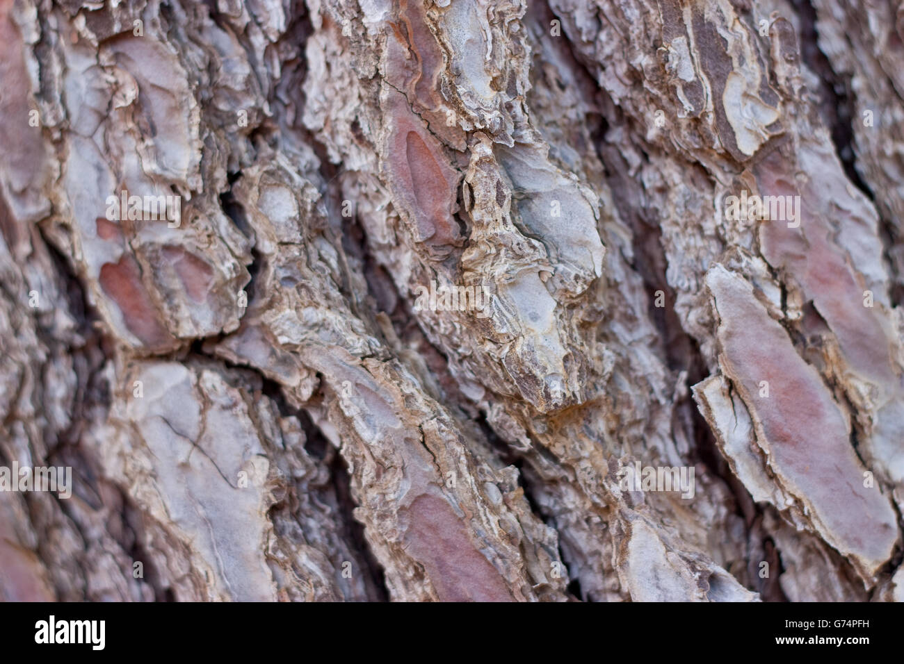 Old tree bark texture Stock Photo - Alamy