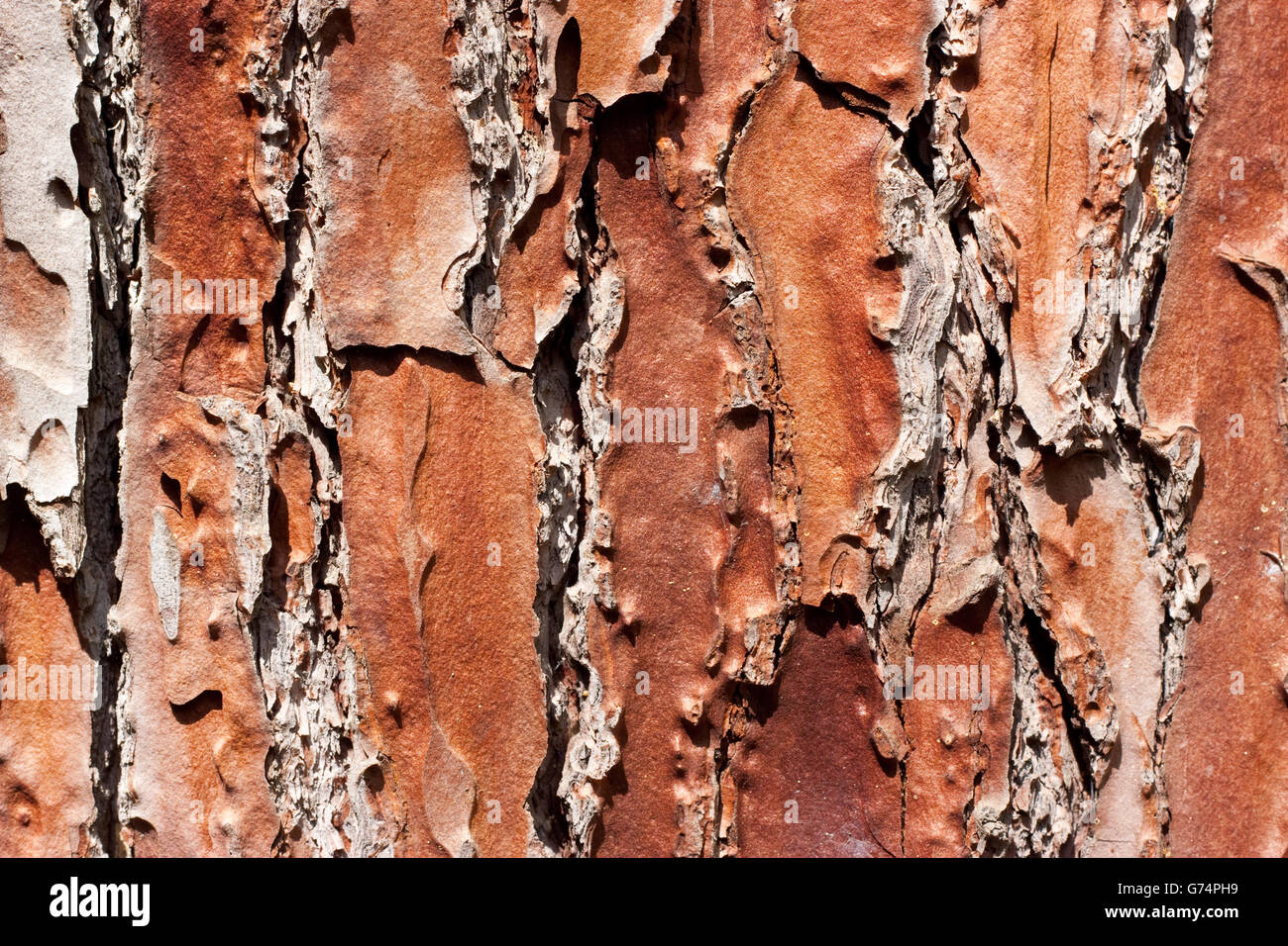 Old tree bark texture Stock Photo - Alamy
