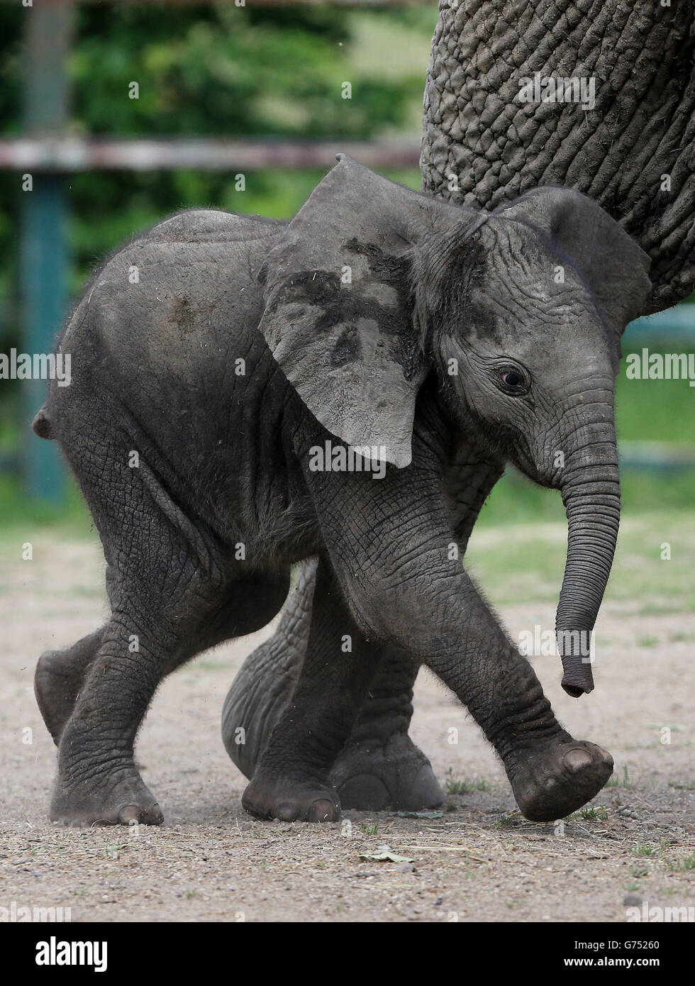 Baby elephant - Kent Stock Photo - Alamy