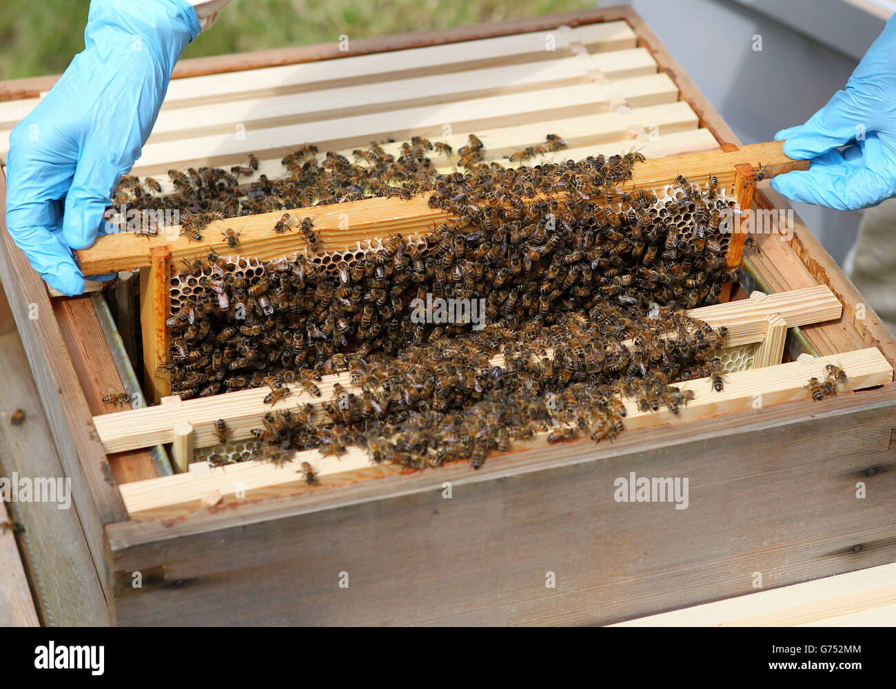 A honeycomb of the Buckfast variety of bee which have taken up ...