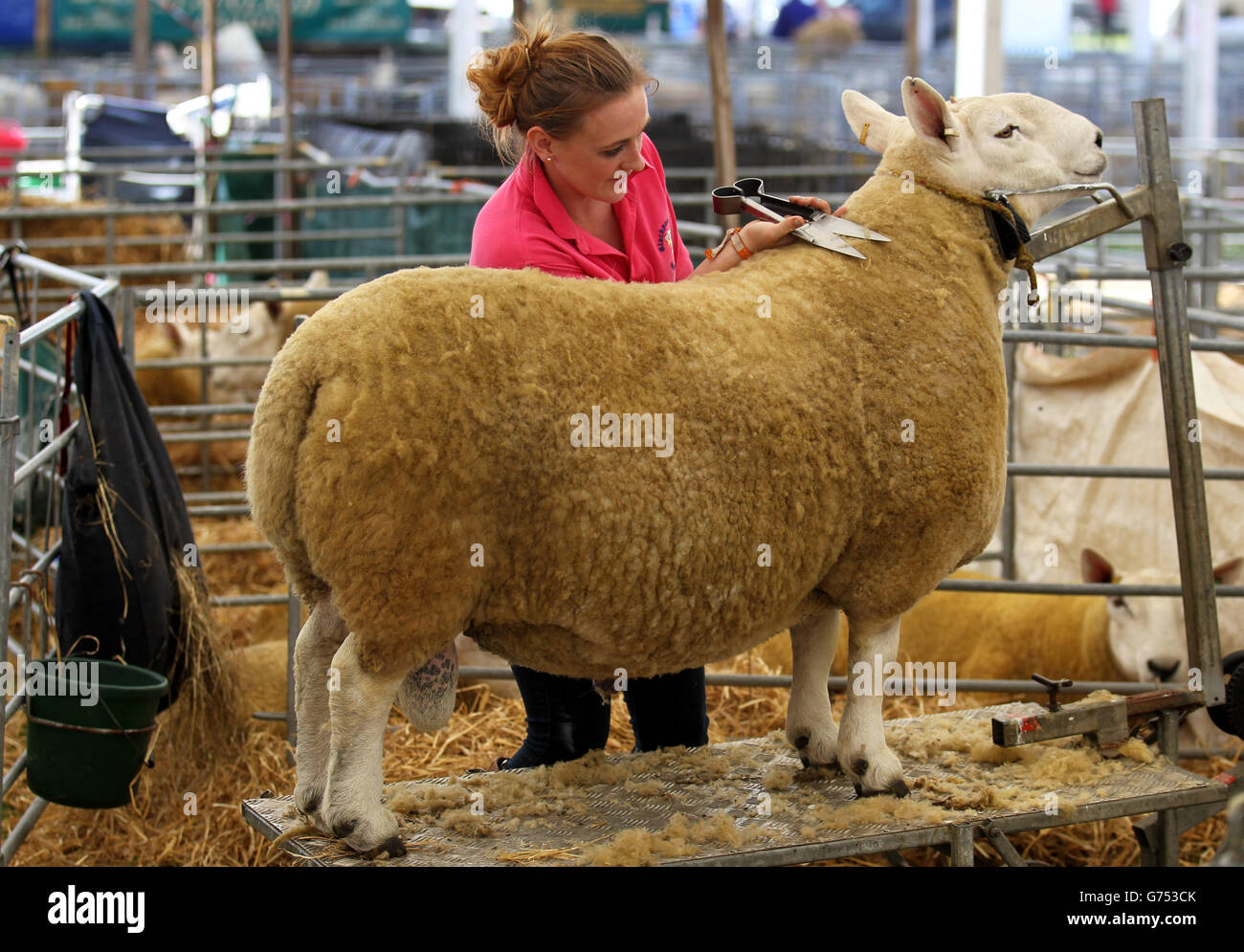 Katy Davies from Wales trims her North County Cheviot sheep, ahead of ...