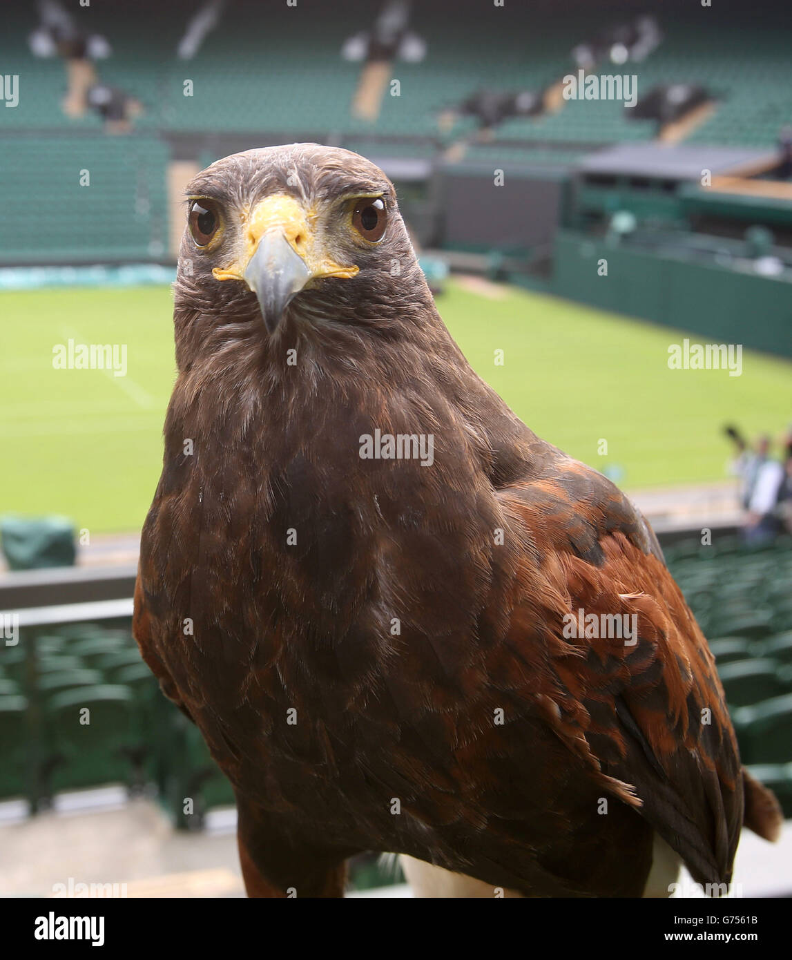 Rufus the 6 year old harris hawk hi-res stock photography and images ...