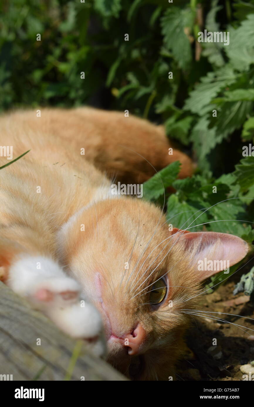 Ginger cat stretching out in the garden Stock Photo - Alamy