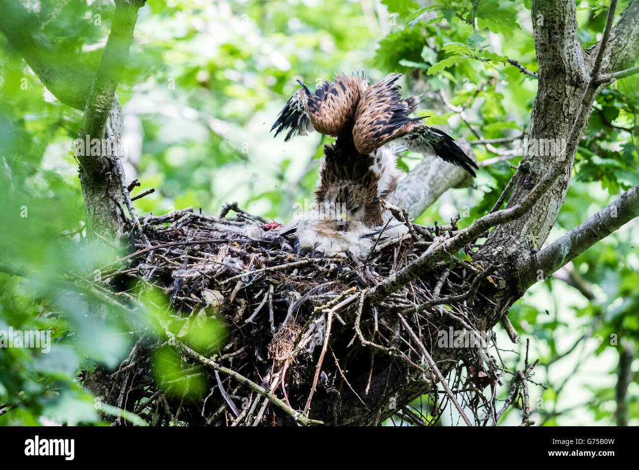 A red kite (Milvus milvus) chick in the verge of fledging (branching ...
