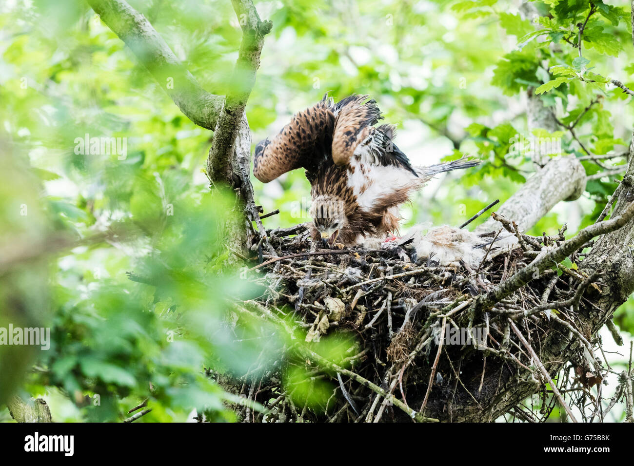 A red kite (Milvus milvus) chick in the verge of fledging (branching ...