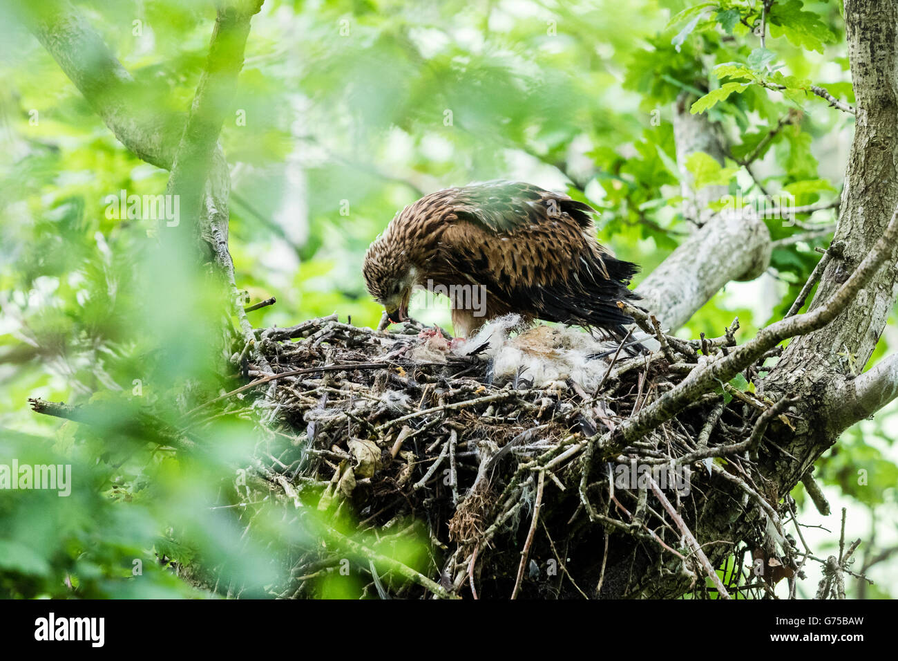 A red kite (Milvus milvus) chick in the verge of fledging (branching ...