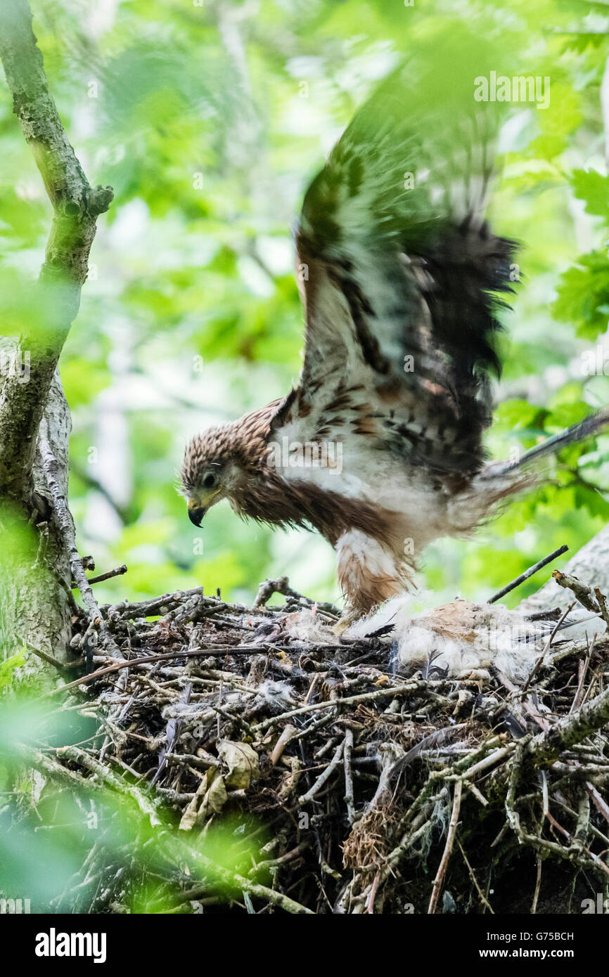 A red kite (Milvus milvus) chick in the verge of fledging (branching ...