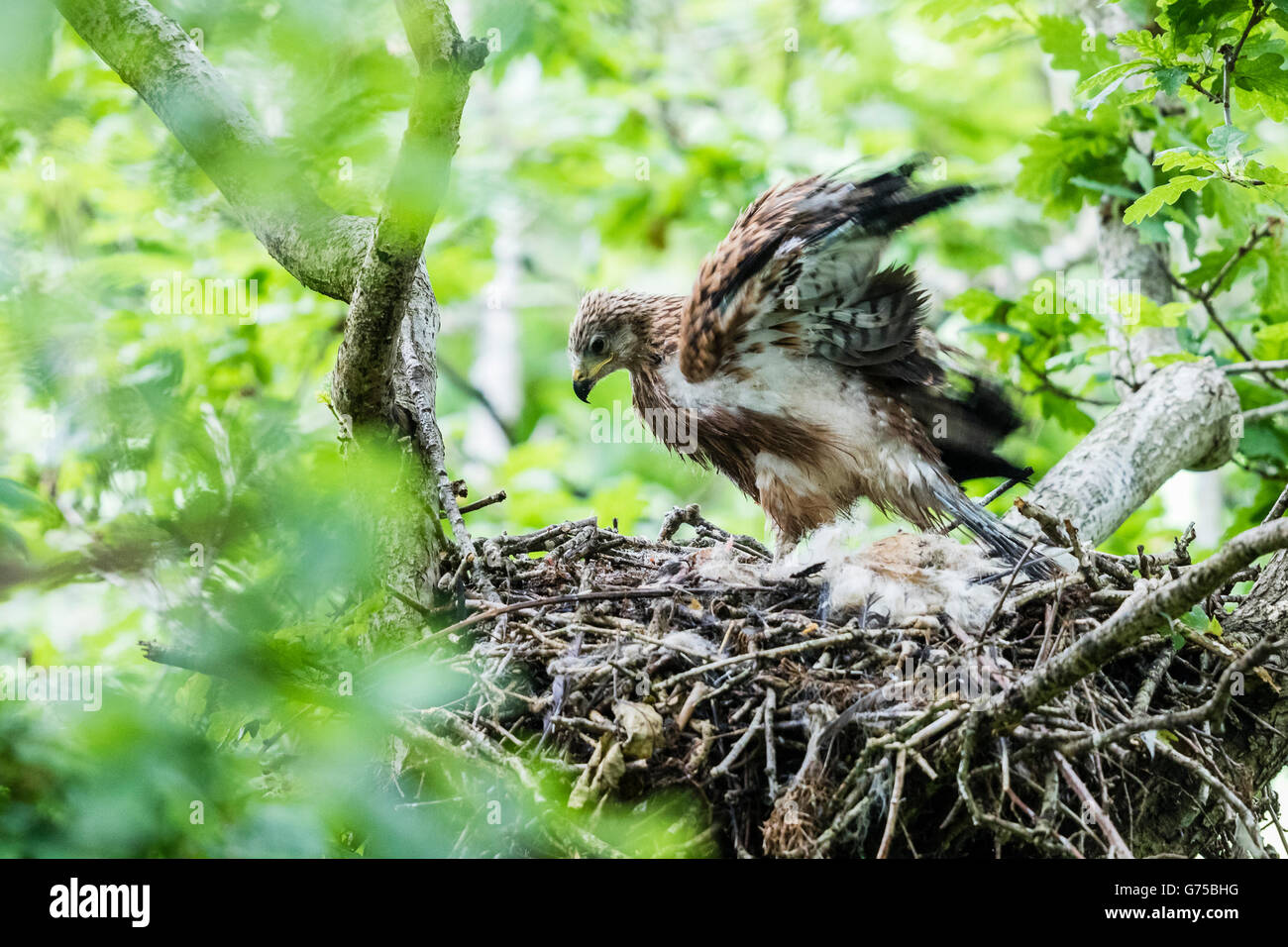 A red kite (Milvus milvus) chick in the verge of fledging (branching ...