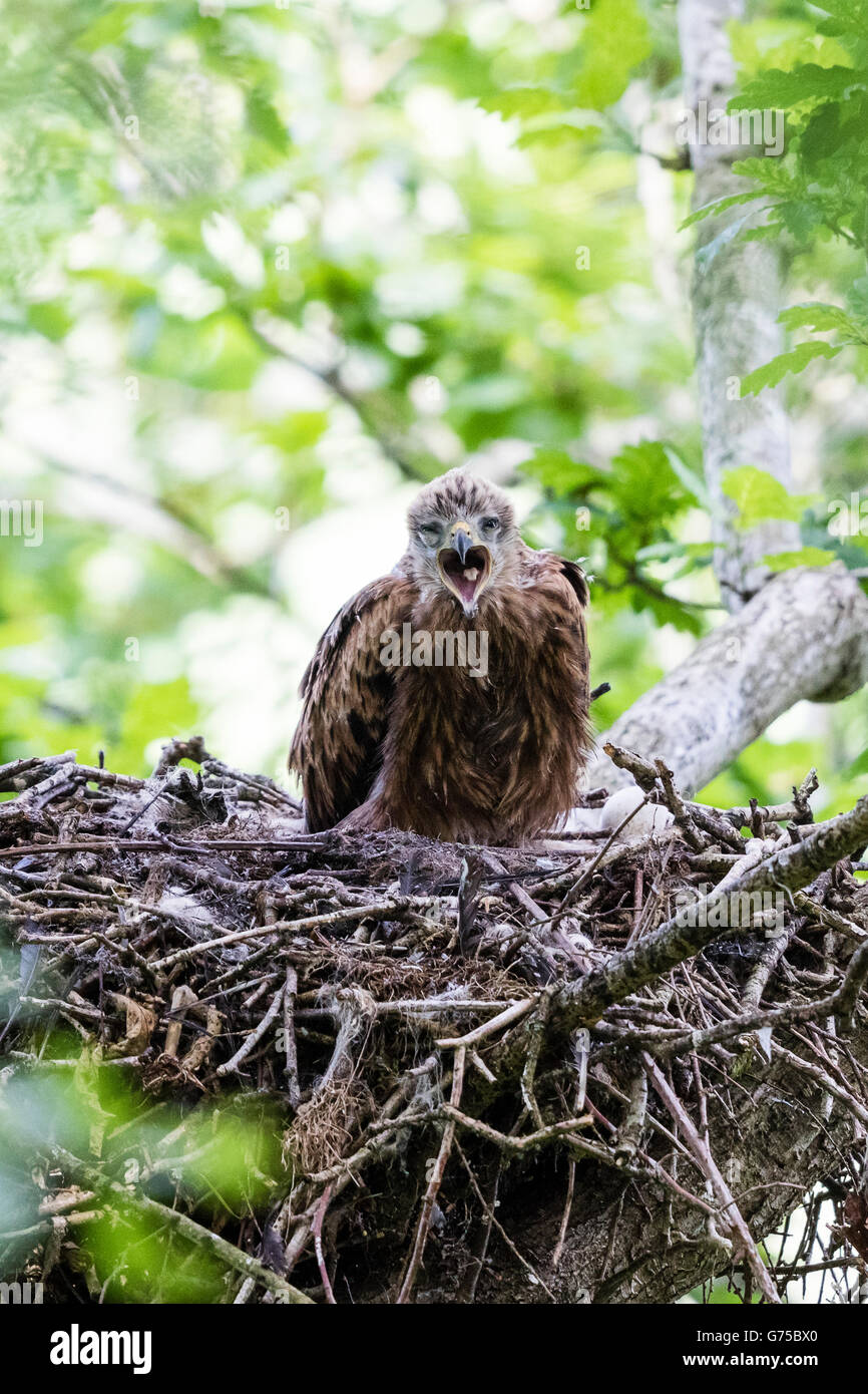 A red kite (Milvus milvus) chick in the verge of fledging (branching ...
