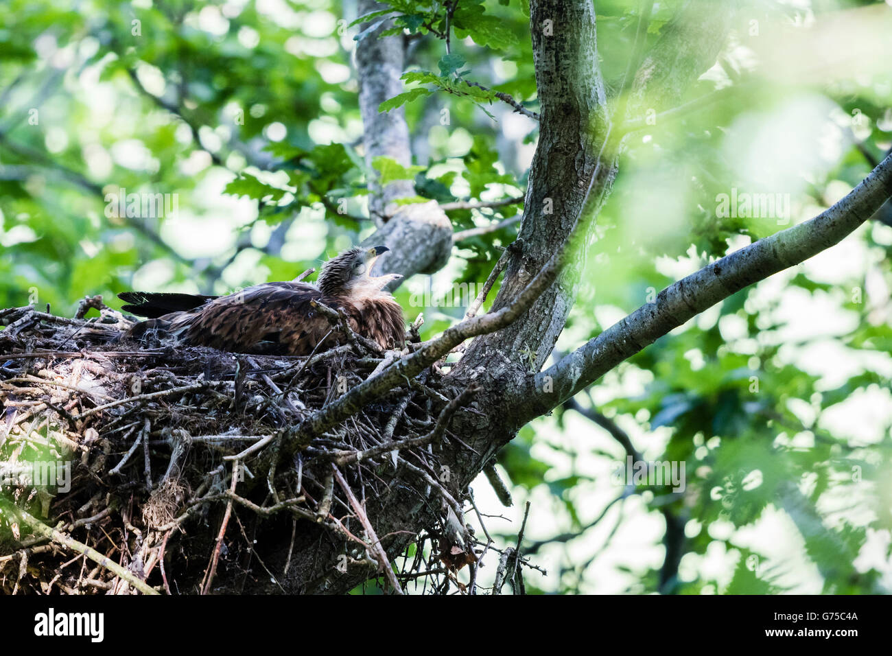 A red kite (Milvus milvus) chick in the verge of fledging (branching ...