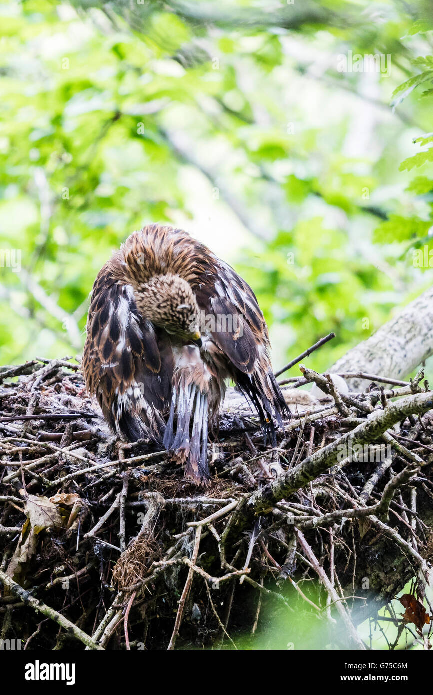 A red kite (Milvus milvus) chick in the verge of fledging (branching ...