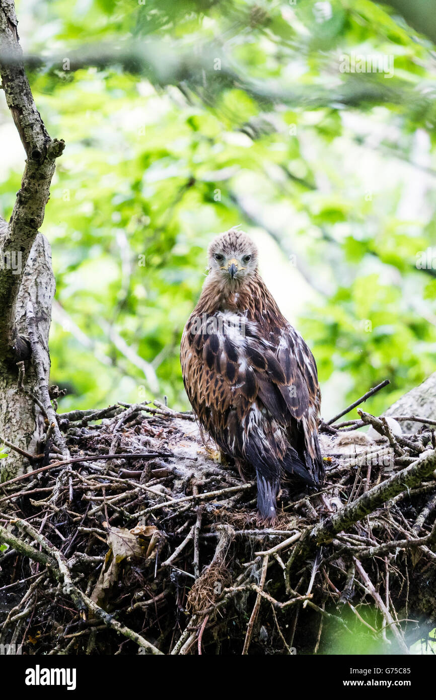 A red kite (Milvus milvus) chick in the verge of fledging (branching ...