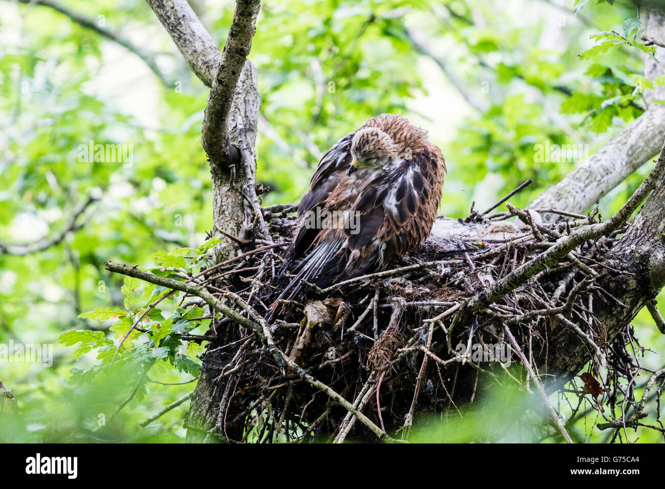 A red kite (Milvus milvus) chick in the verge of fledging (branching ...