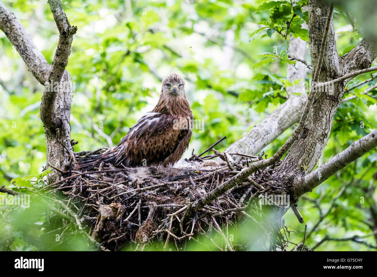 A red kite (Milvus milvus) chick in the verge of fledging (branching ...