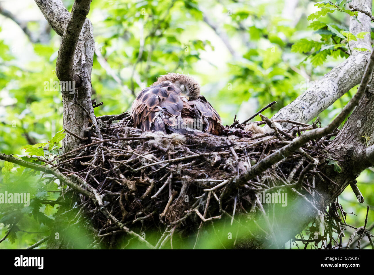 A red kite (Milvus milvus) chick in the verge of fledging (branching ...