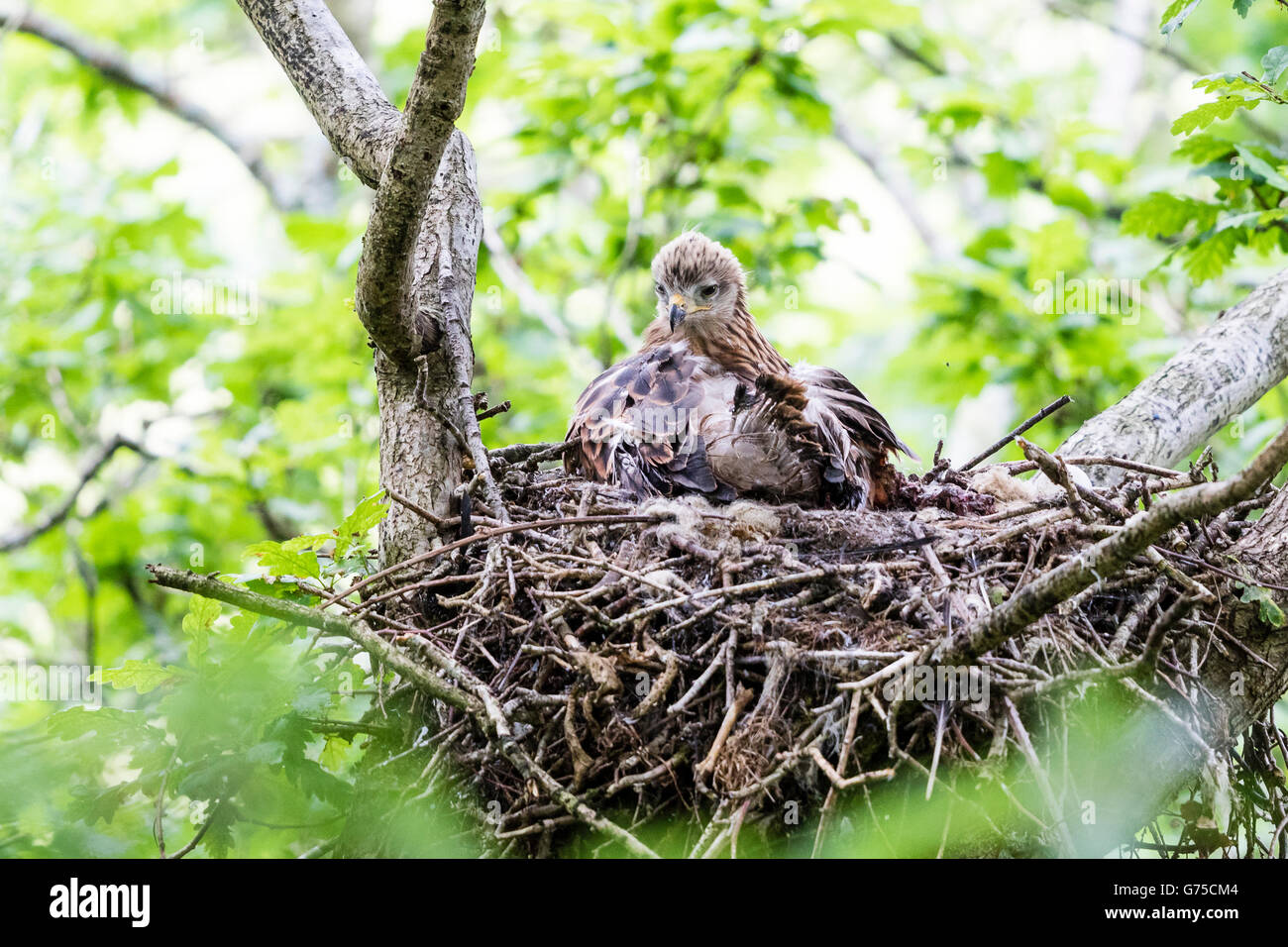A red kite (Milvus milvus) chick in the verge of fledging (branching ...