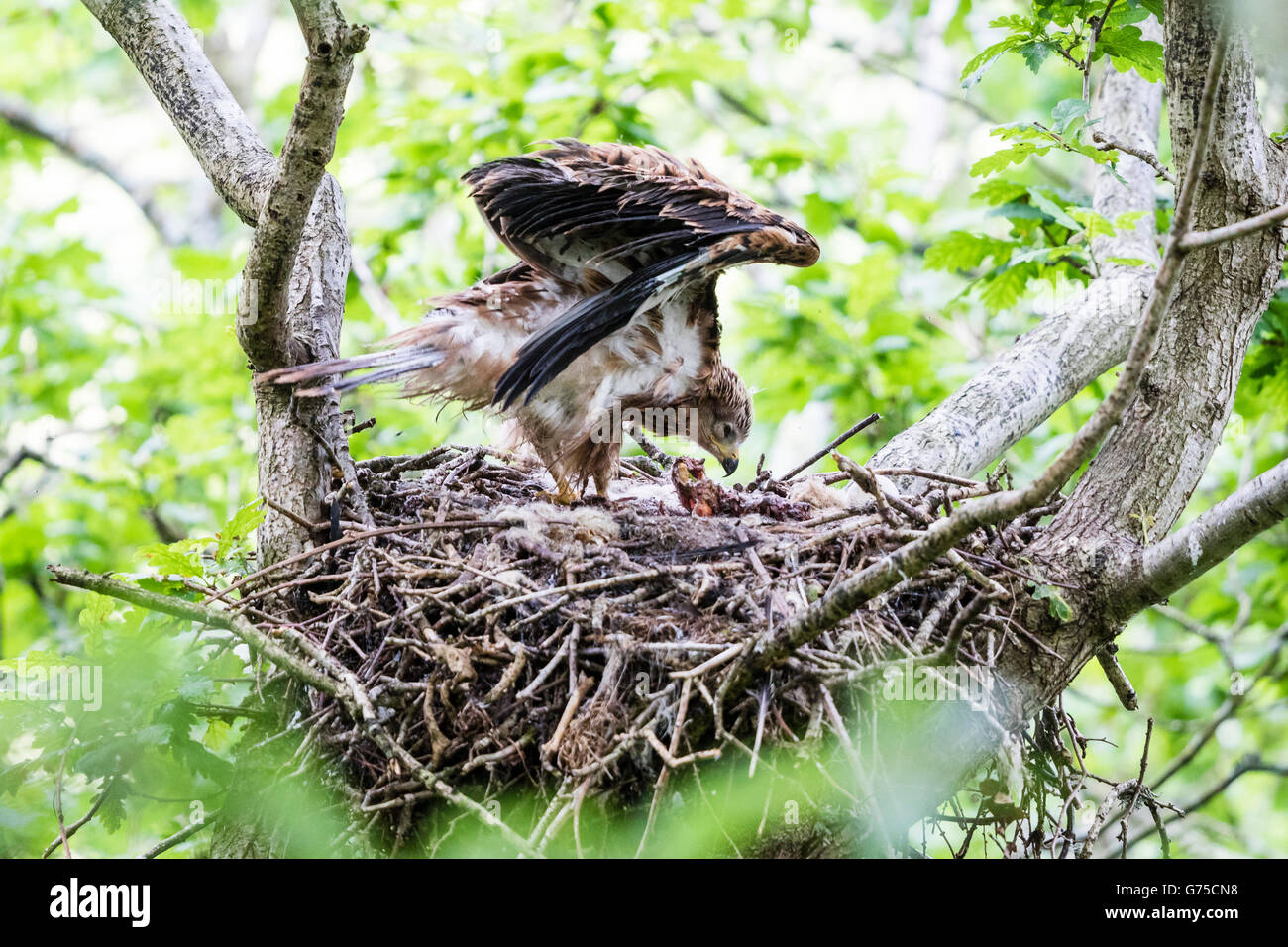 A red kite (Milvus milvus) chick in the verge of fledging (branching ...