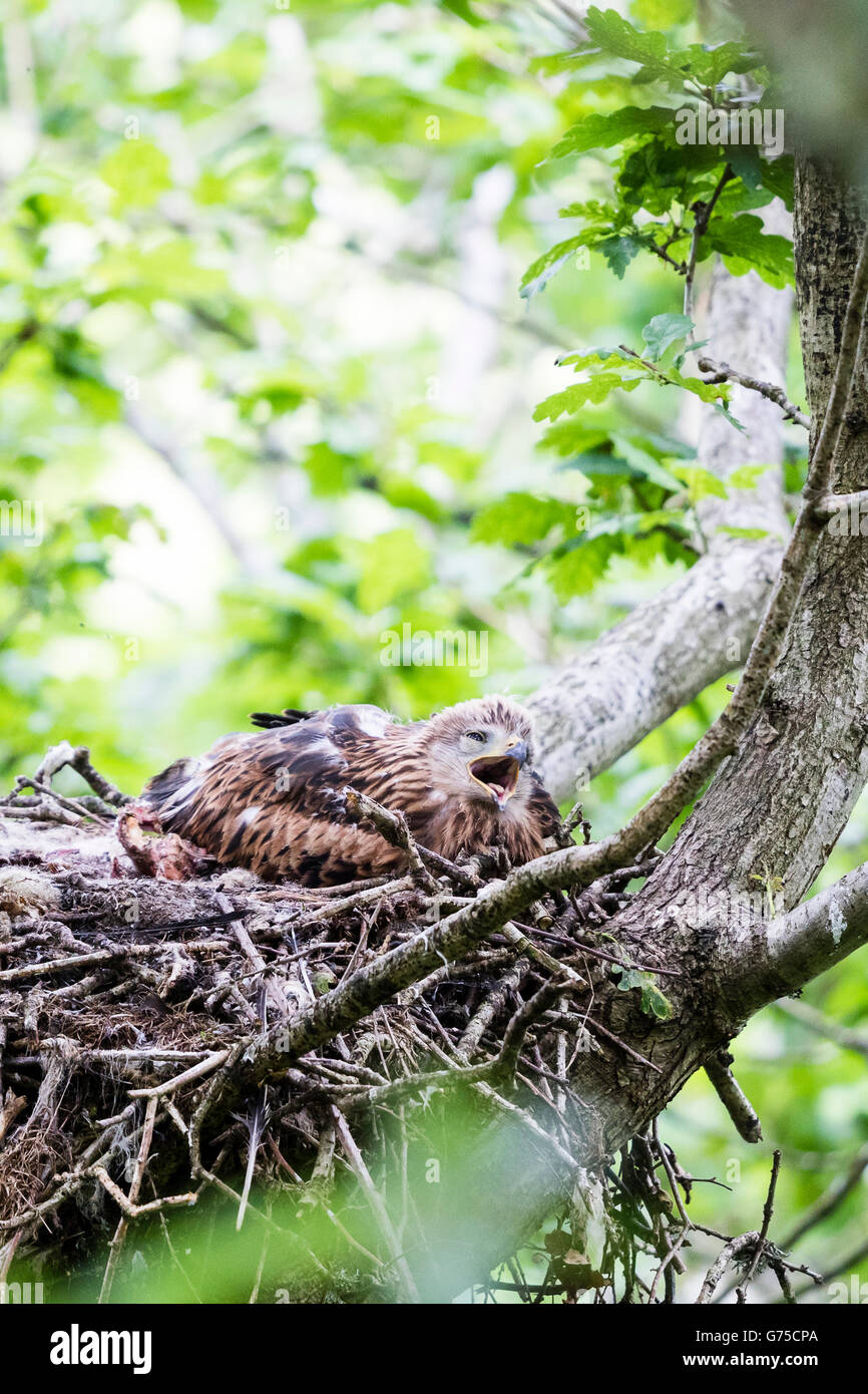 A red kite (Milvus milvus) chick in the verge of fledging (branching ...