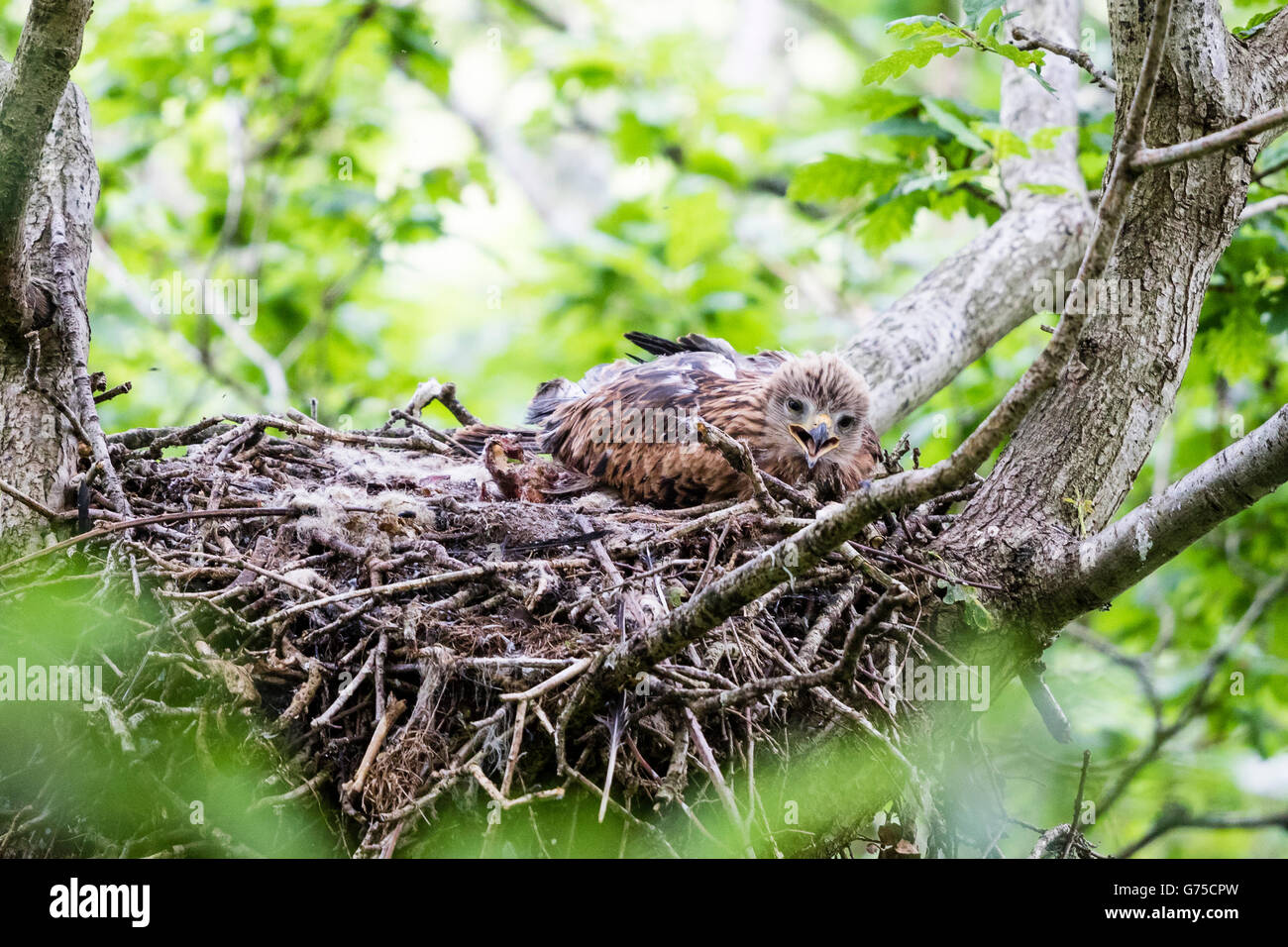 A red kite (Milvus milvus) chick in the verge of fledging (branching ...
