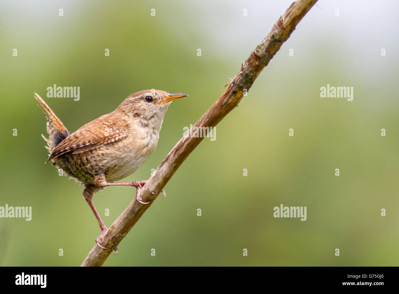 Wrens uk hi-res stock photography and images - Alamy