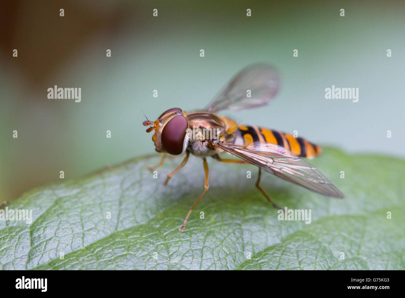 Hoverfly hover fly syrphid fly hi-res stock photography and images - Alamy
