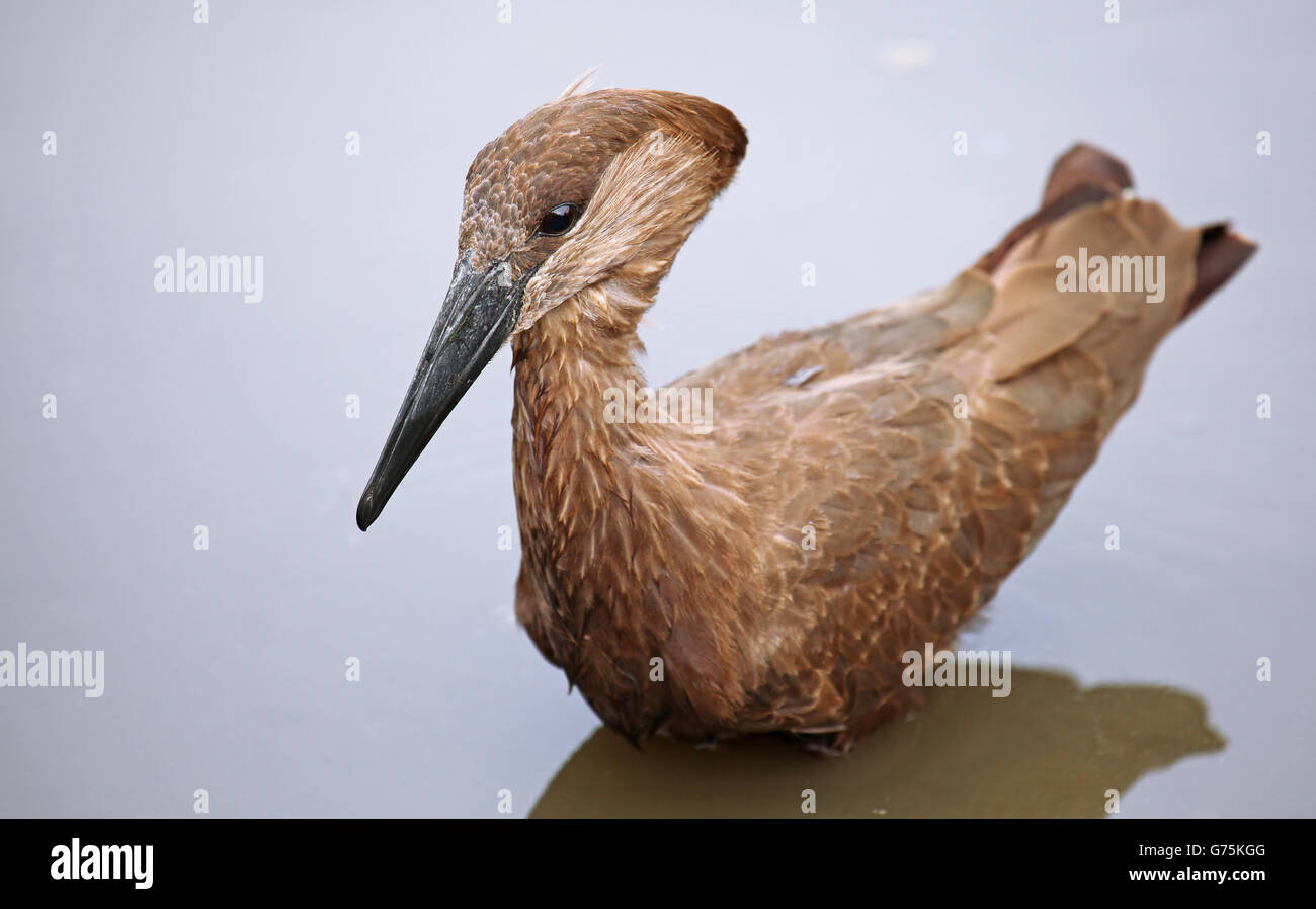 Hamerkop, South Africa, Scopus umbretta Stock Photo - Alamy