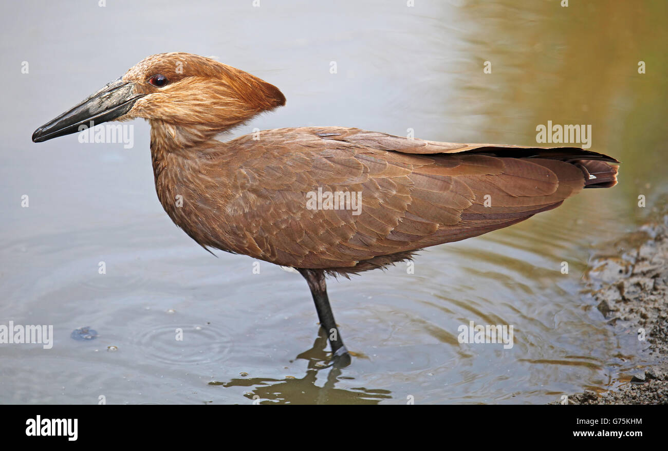 Hamerkop, South Africa, Scopus umbretta Stock Photo - Alamy