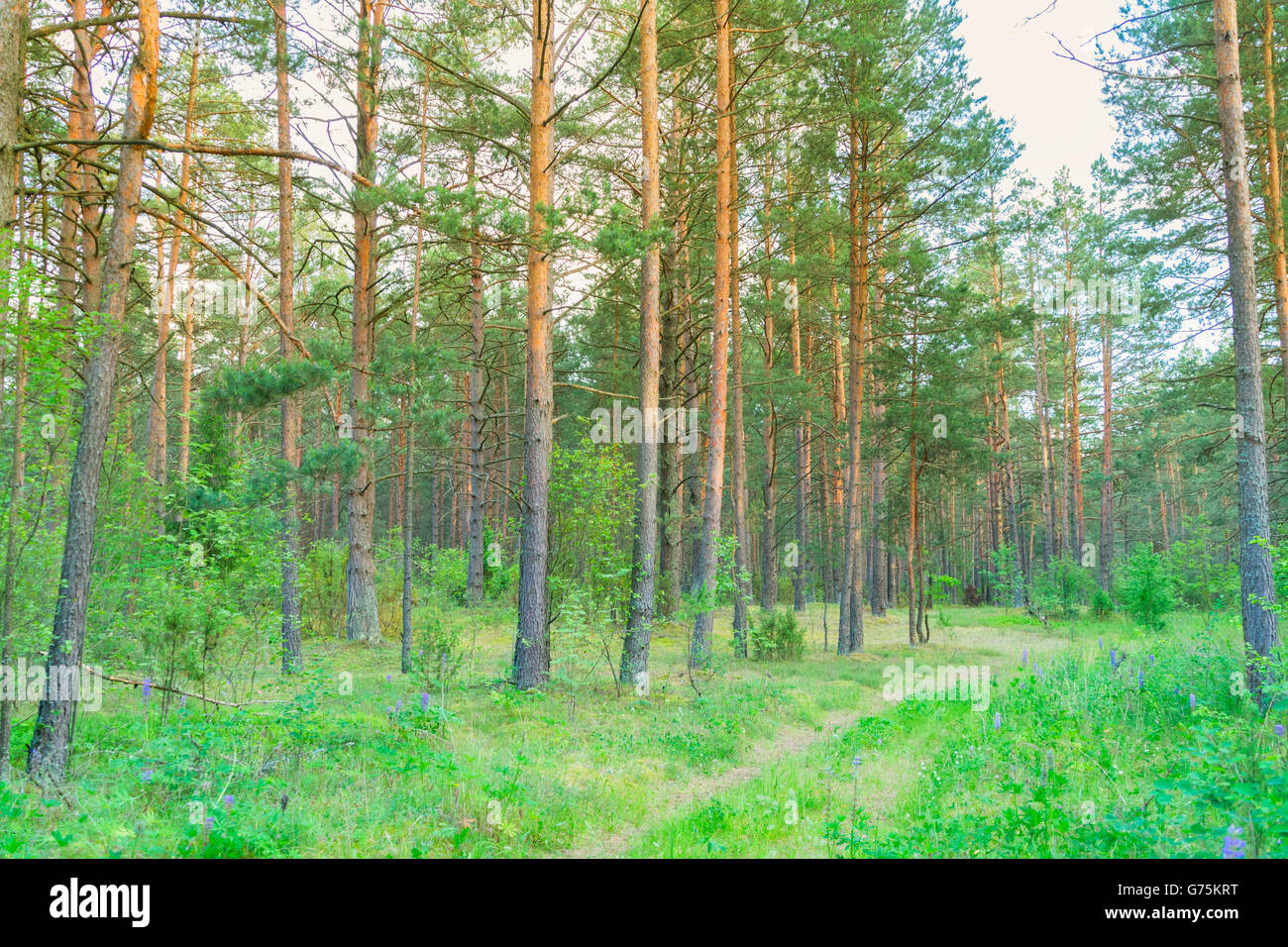Summer pine forest Stock Photo - Alamy