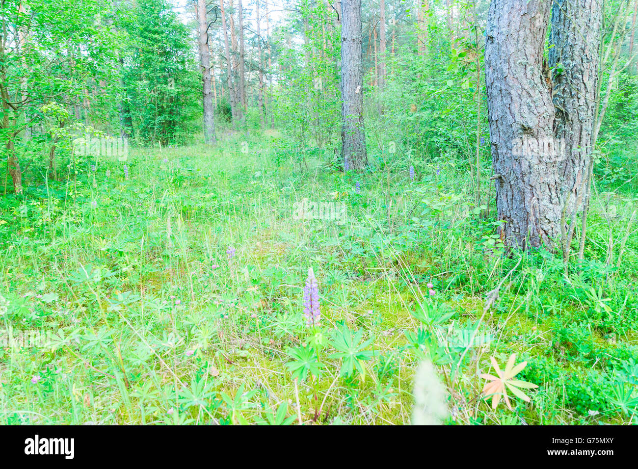 Summer pine forest Stock Photo - Alamy
