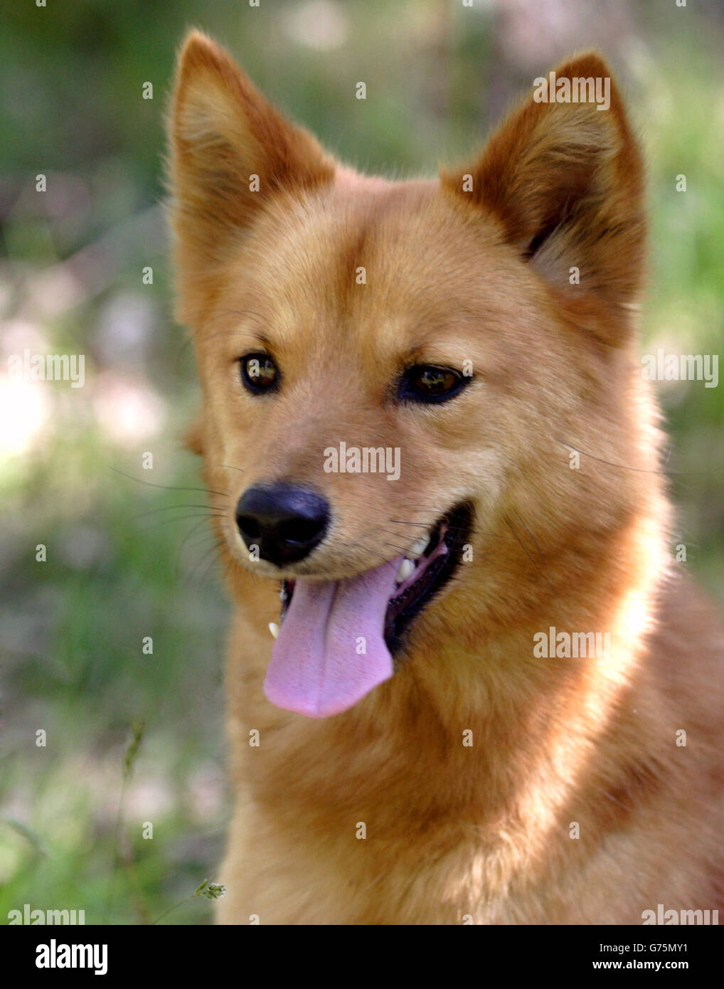 Finnish Spitz Lab Mix