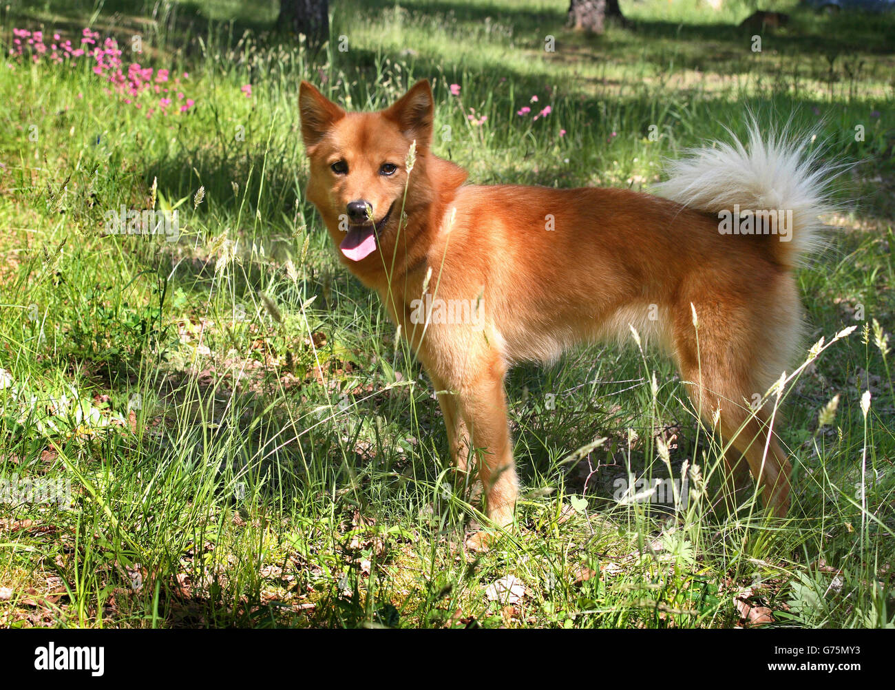 Hunting dog are barking dog hi-res stock photography and images - Alamy