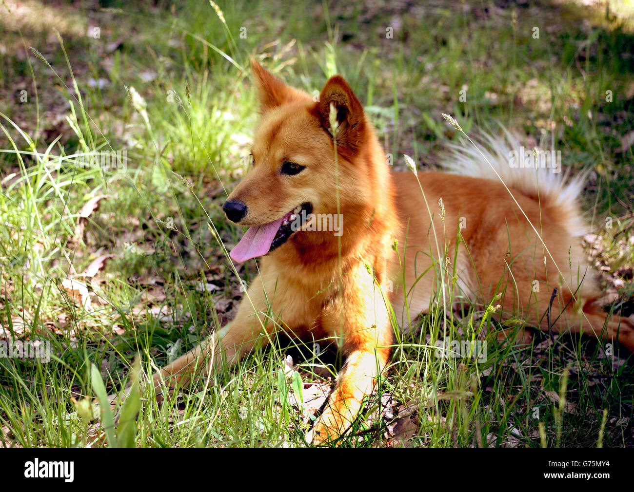 Finnish spitz hi-res stock photography and images - Alamy