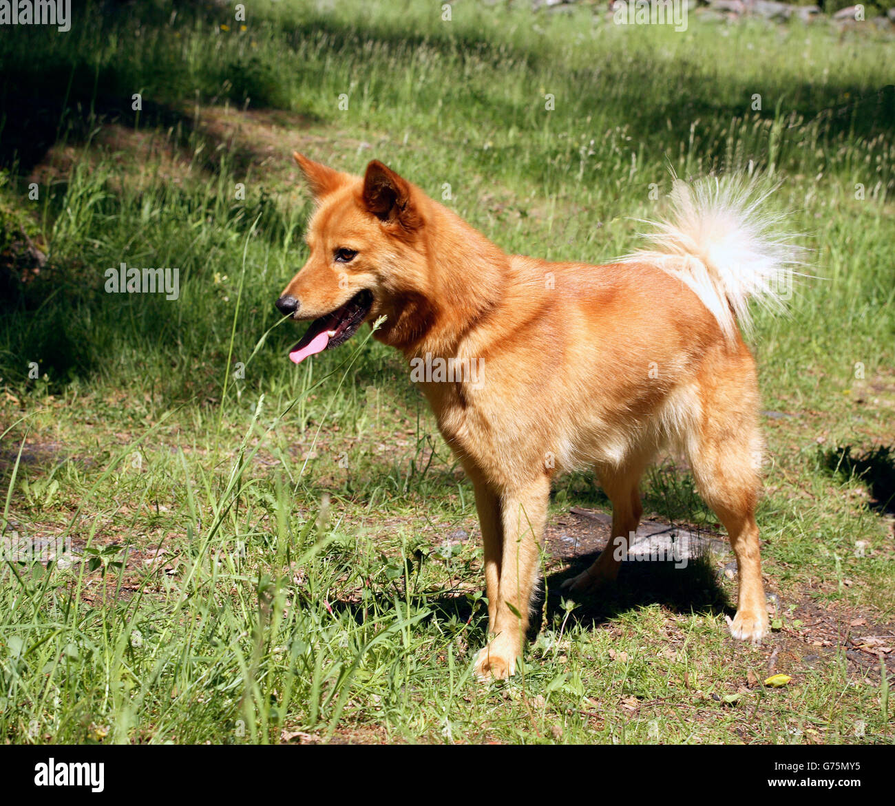 Finnish spitz hi-res stock photography and images - Alamy