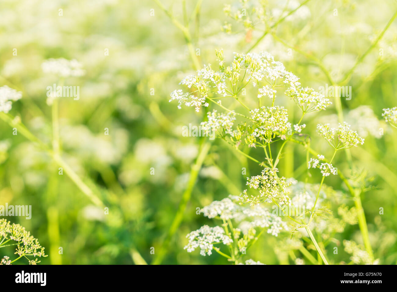 field of yarrow flowers Stock Photo - Alamy