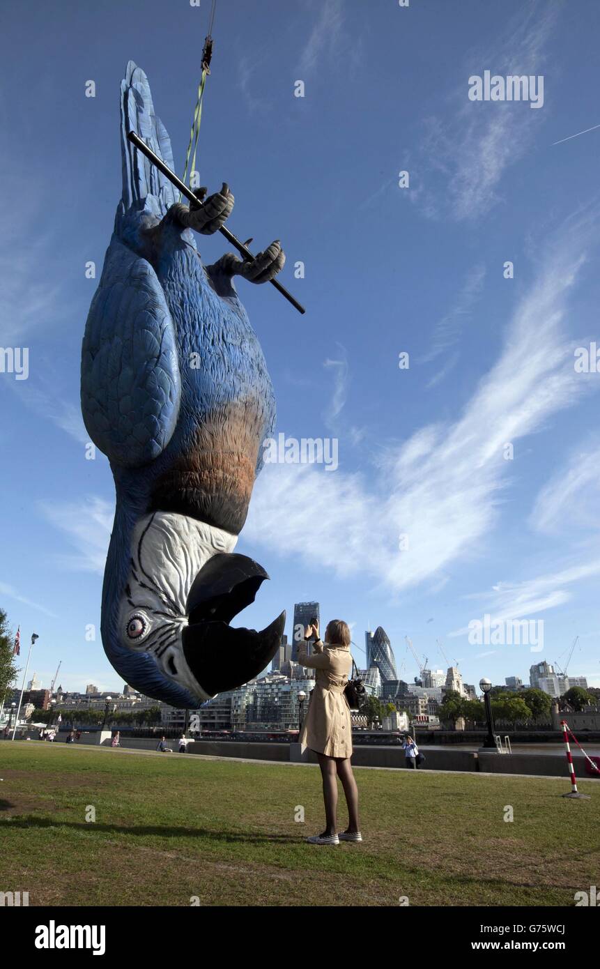 Showbiz parrot hi-res stock photography and images - Alamy