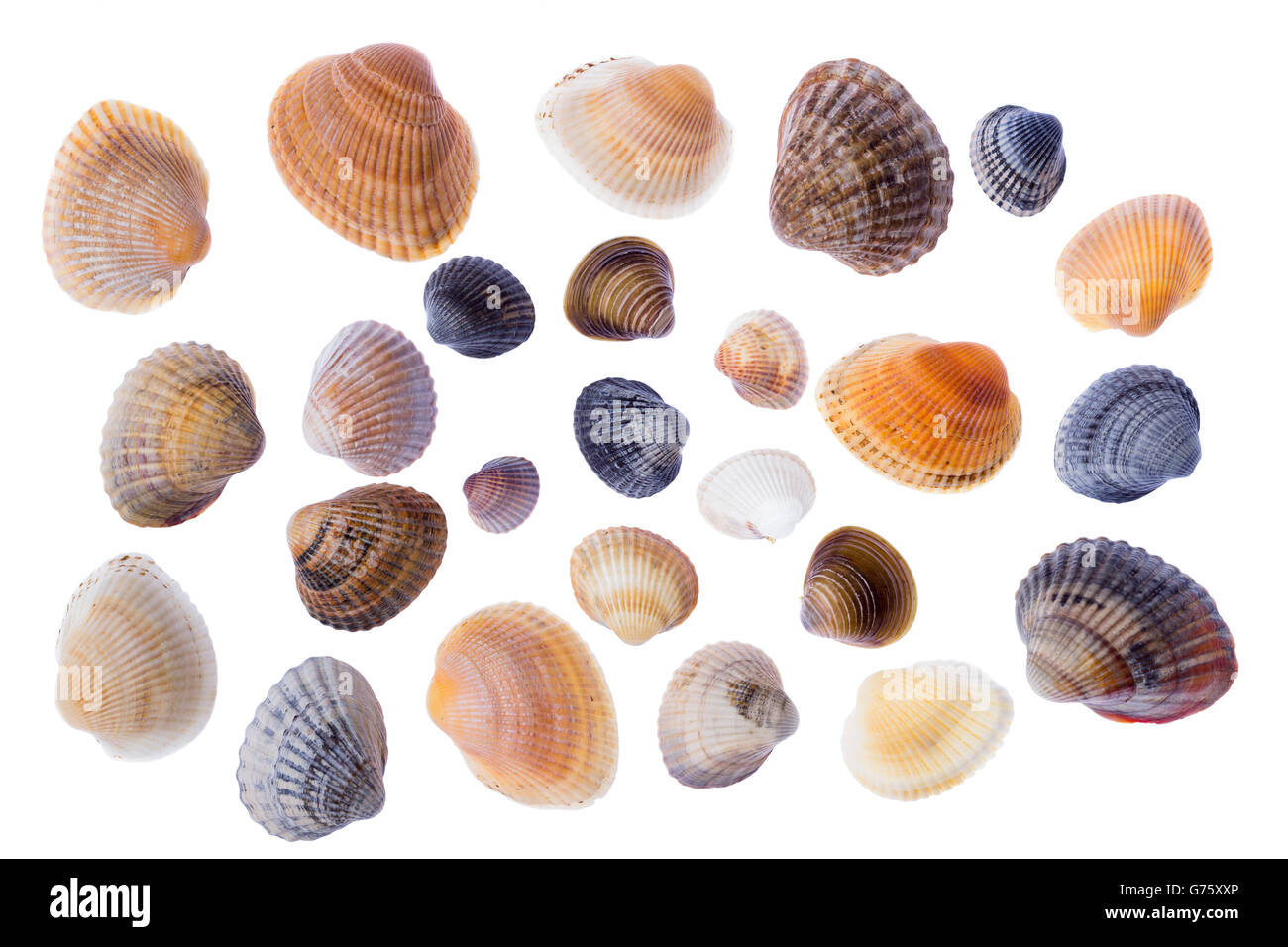 Set of diverse clam shells isolated on a white background Stock Photo ...