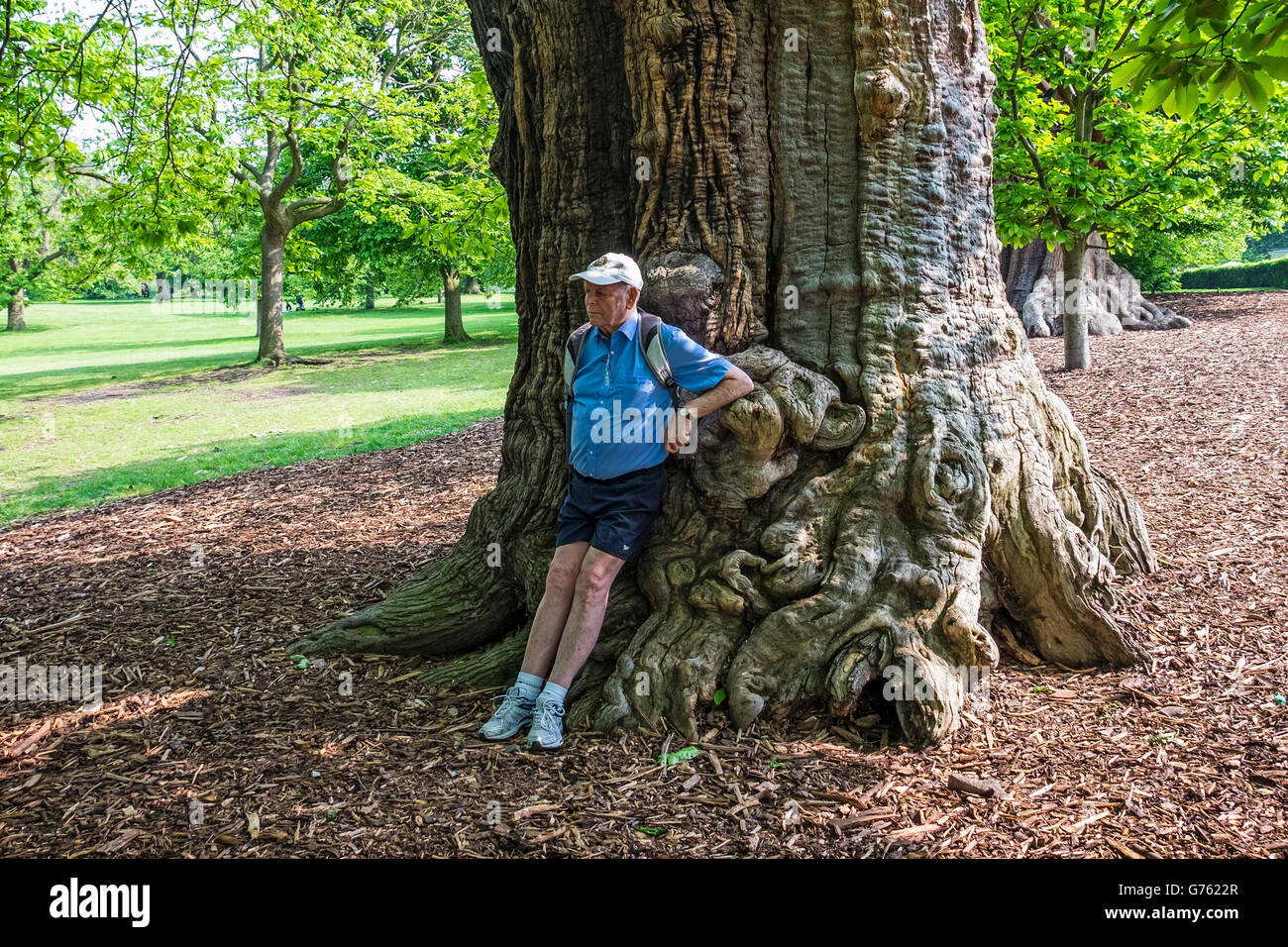 Senior man resting against a giant old tree in Greenwich Park, London ...