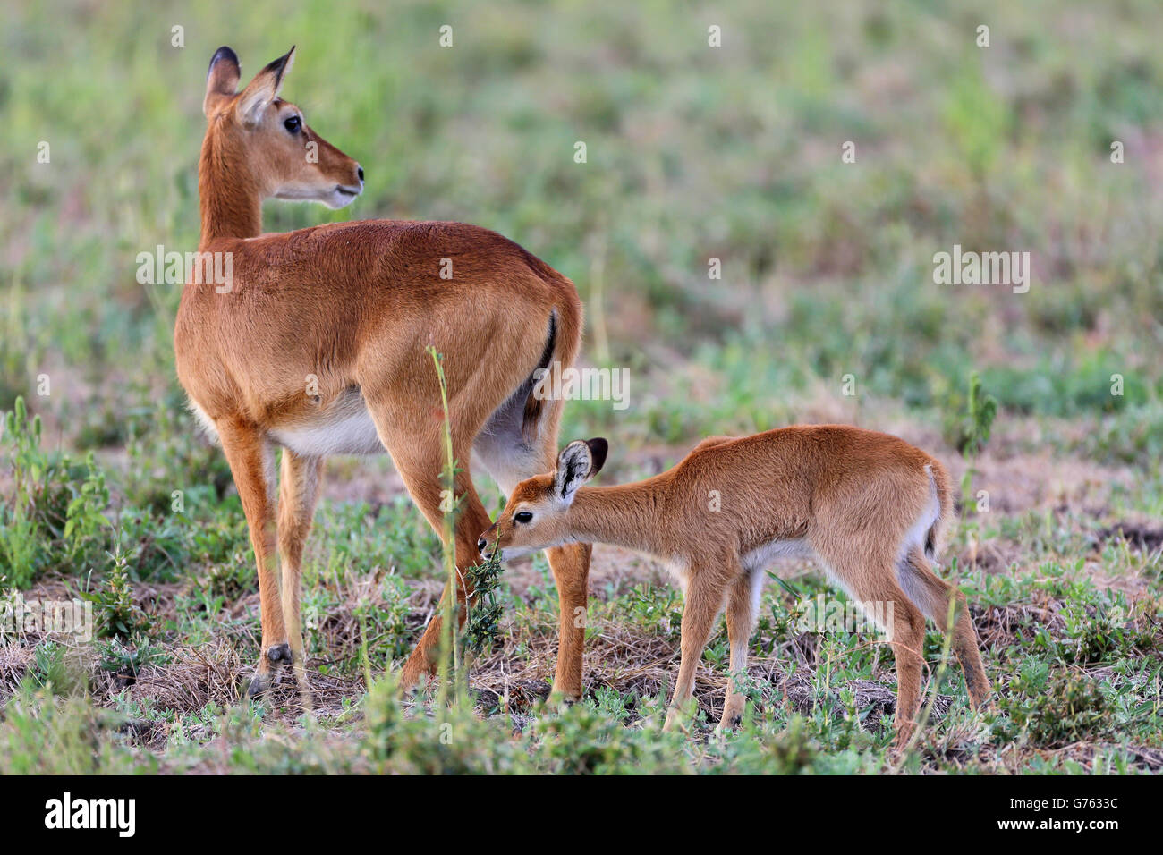 Female puku hi-res stock photography and images - Alamy
