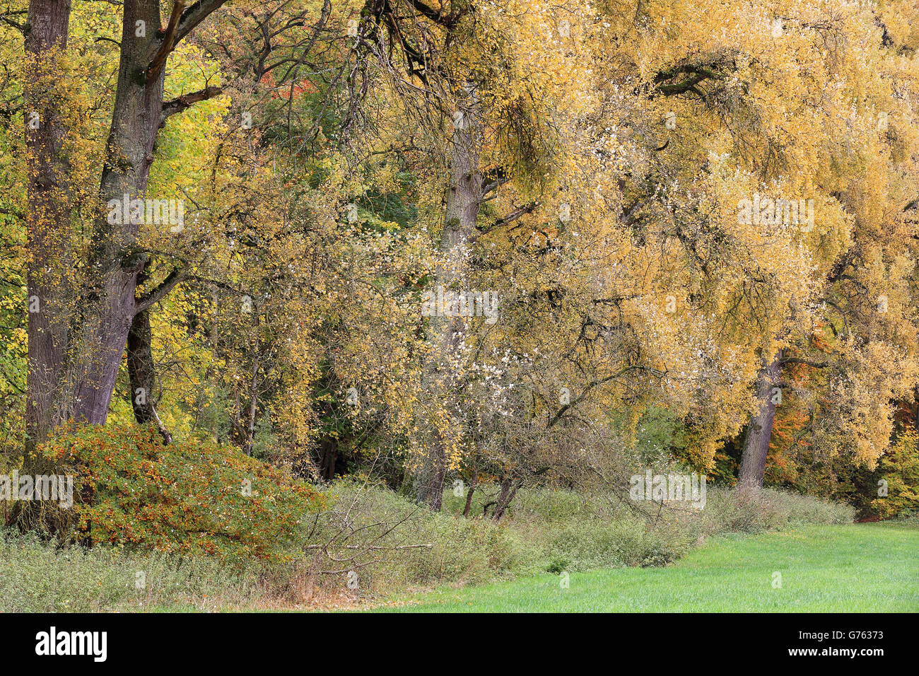 Laubwald im herbst hi-res stock photography and images - Alamy