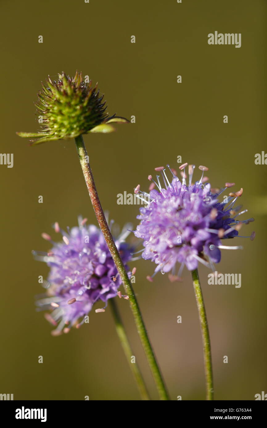 Devil's Bit Scabious, nature park Upper Danube, Baden-Wuerttemberg ...