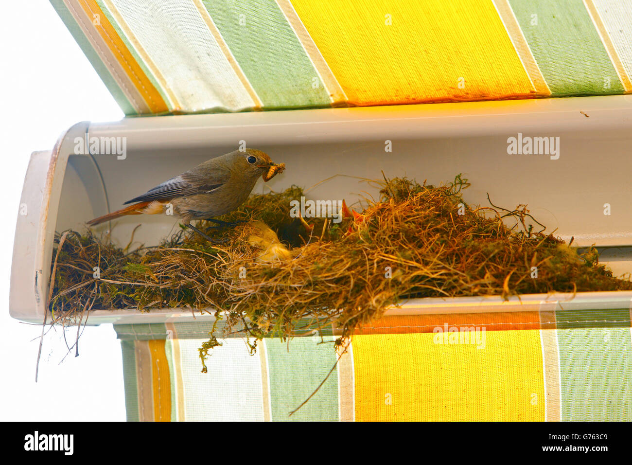 Black Redstart feeding youngs, nest in awning, Alsace, France ...
