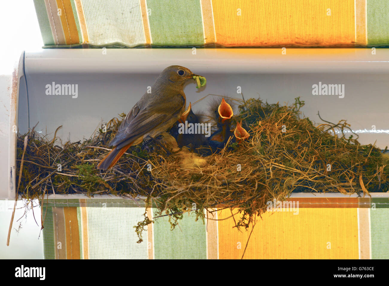 Black Redstart feeding youngs, nest in awning, Alsace, France ...