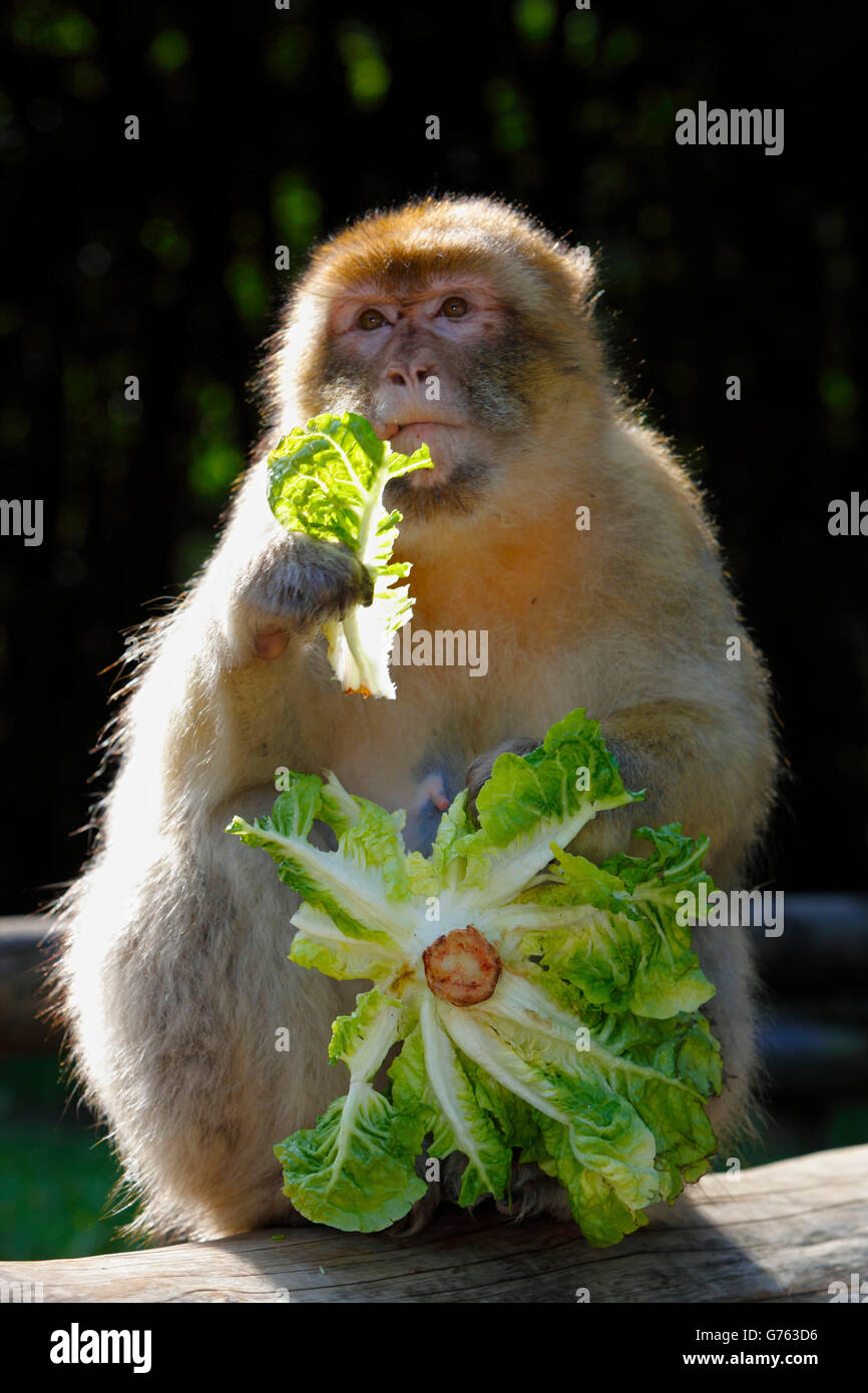 Barbary Monkey eating lettuce / (Macaca sylvanus, Macaca sylvana Stock ...