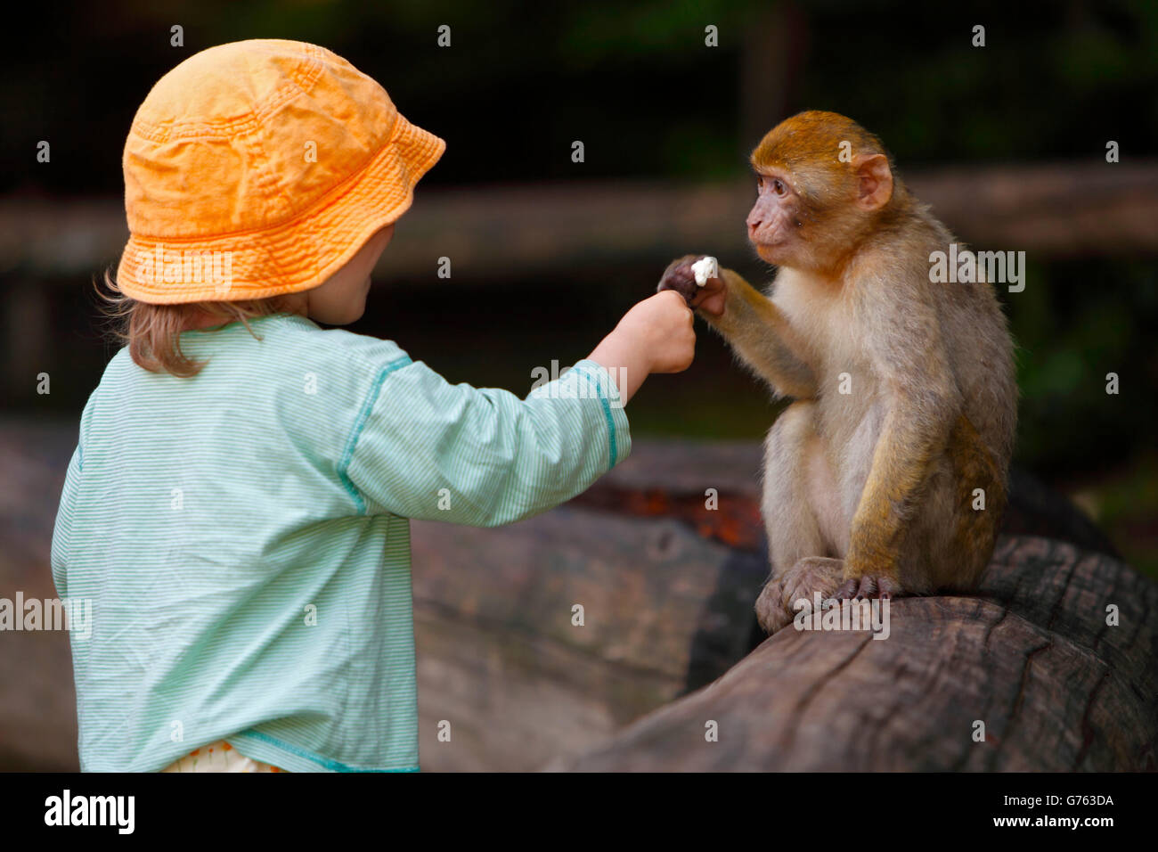 Child feeding Barbary Monkey / (Macaca sylvanus, Macaca sylvana Stock ...