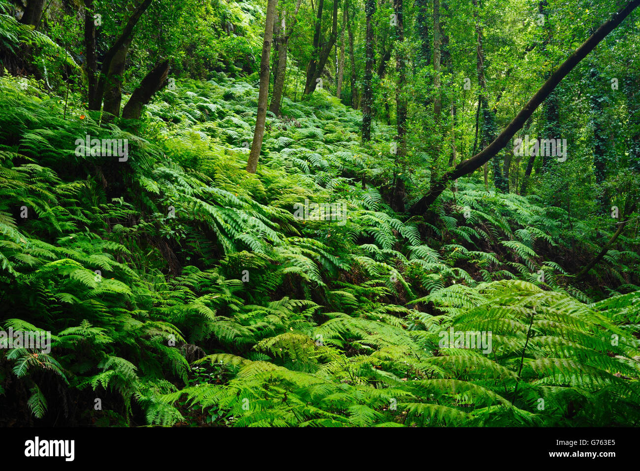 Laurel Forest, La Palma, Canaries, Canary Islands, Spain Stock Photo ...