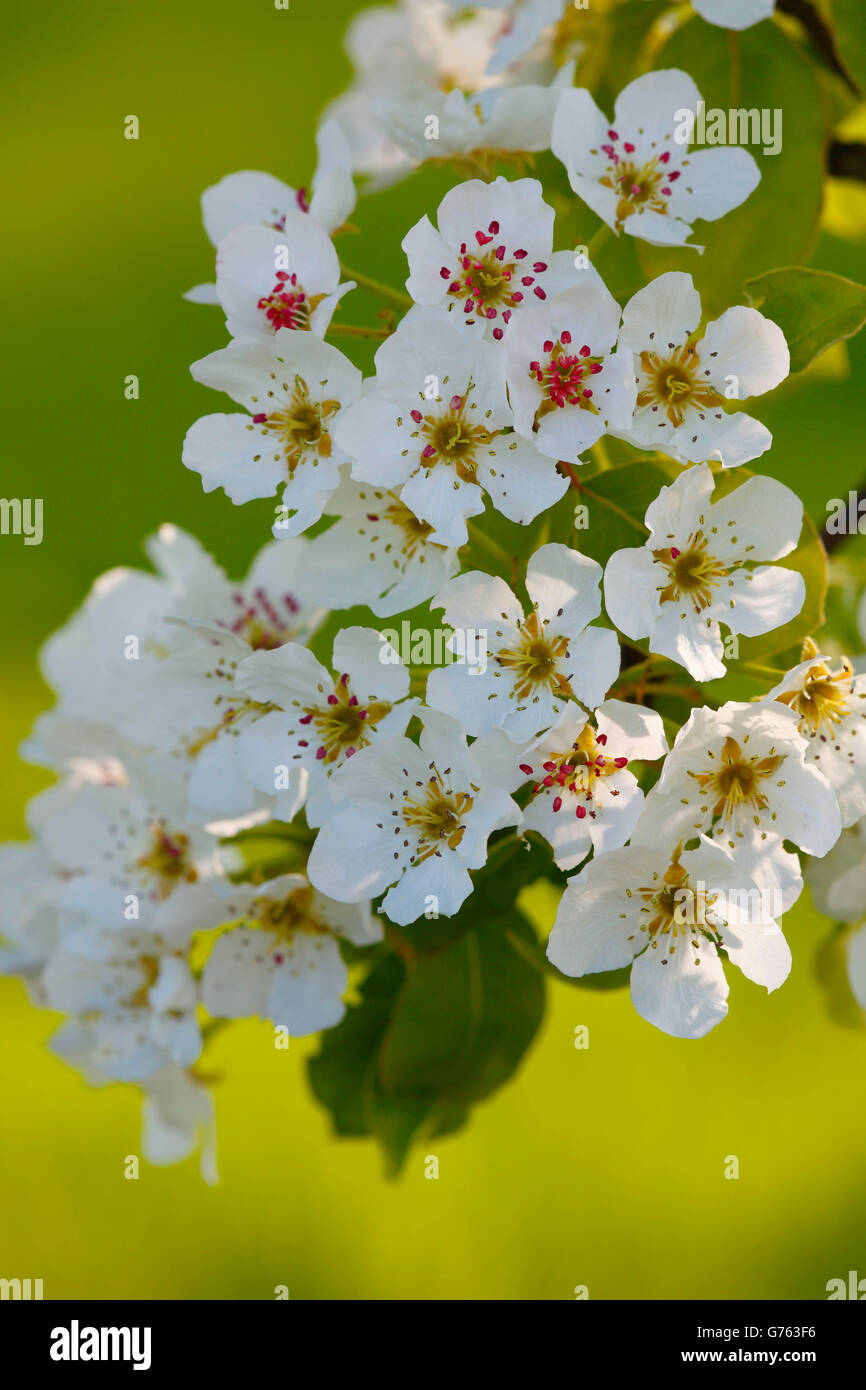 Pear tree, blossoms, / (Pyrus communis Stock Photo - Alamy