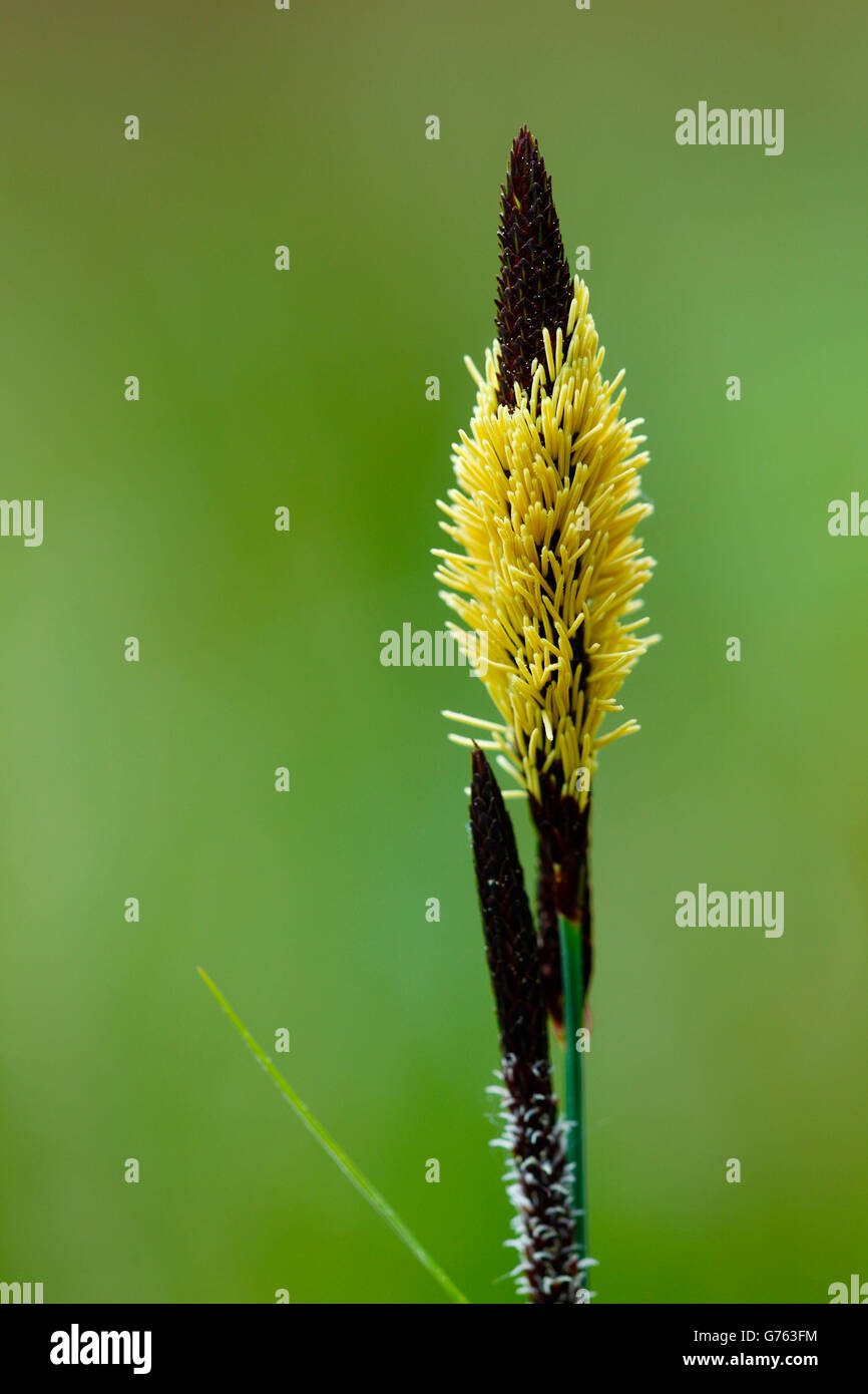 Great Pond-sedge, Baden-Wurttemberg, Germany / (Carex riparia Stock ...