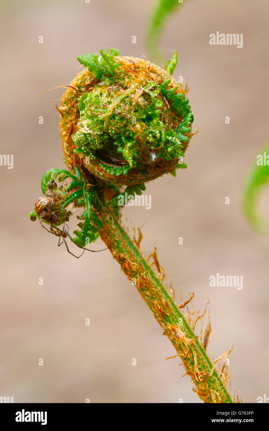 Bracken fern germany hi-res stock photography and images - Alamy