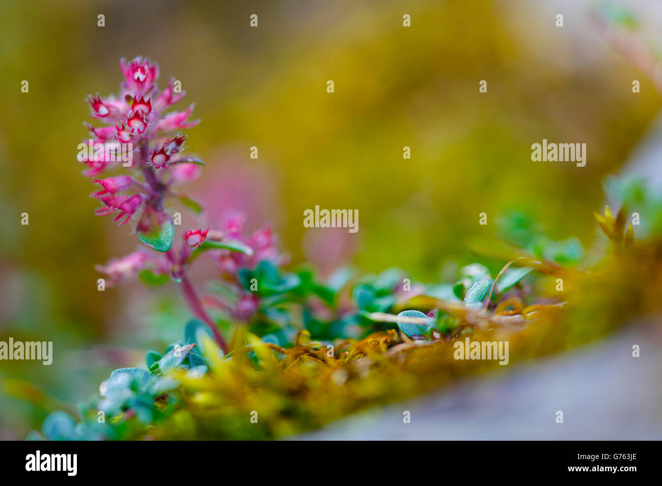 Alpine Azalea , Santis, Appenzell, Sitzerland / (Loiseleuria procumbens ...